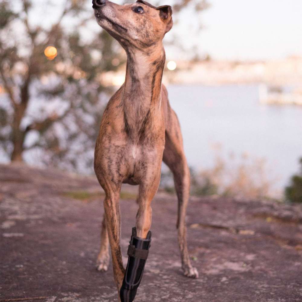 Aussie embraces DIY with a 3D printed dog leg – Pickr