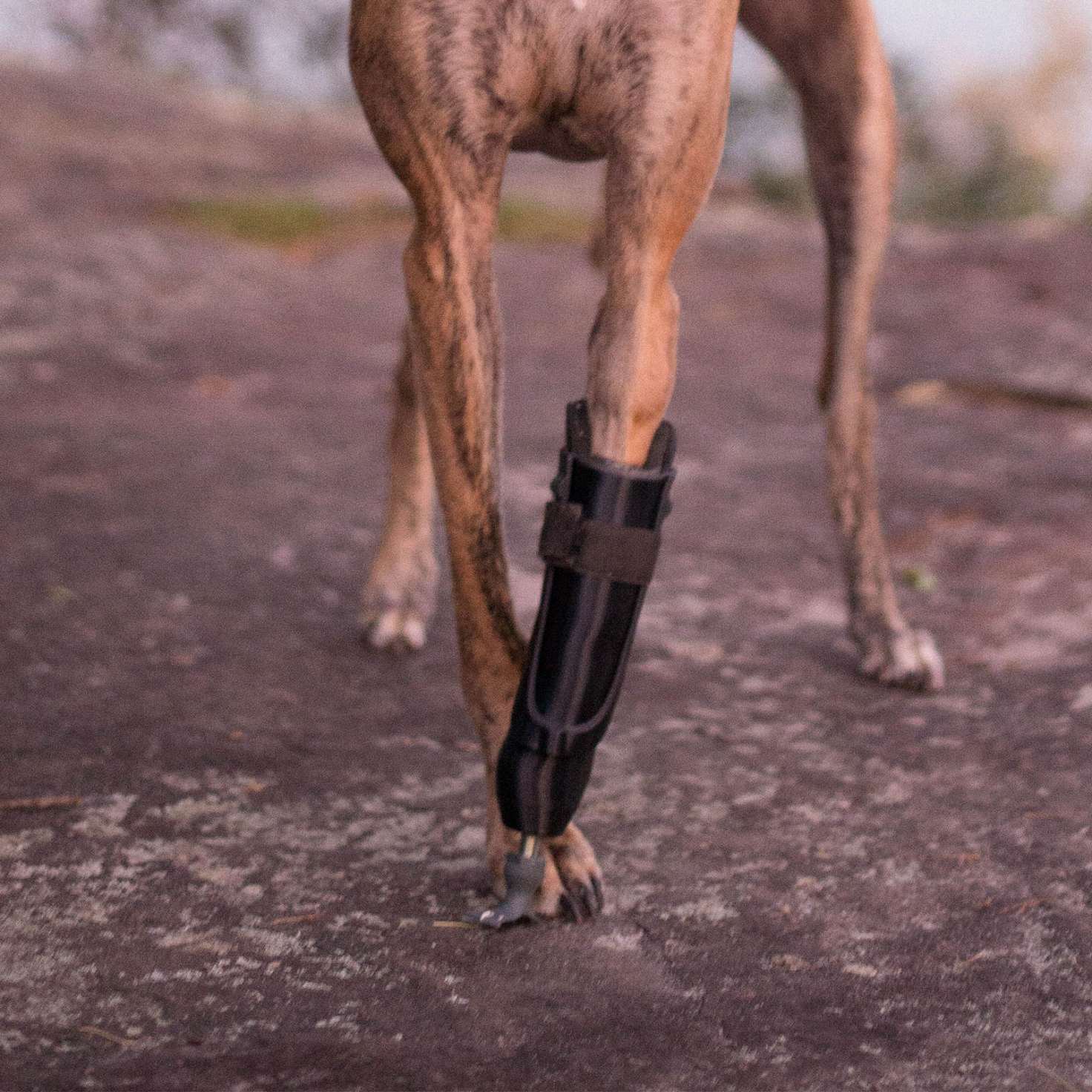 Aussie embraces DIY with a 3D printed dog leg – Pickr