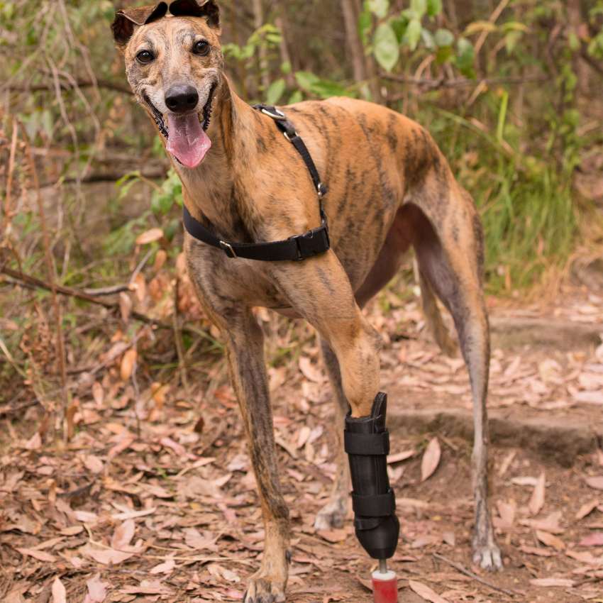 Aussie embraces DIY with a 3D printed dog leg – Pickr