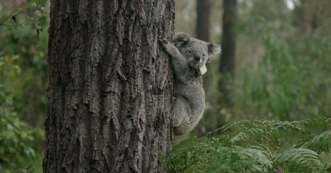 CSIRO builds a koala spotting app to help track adorable numbers – Pickr